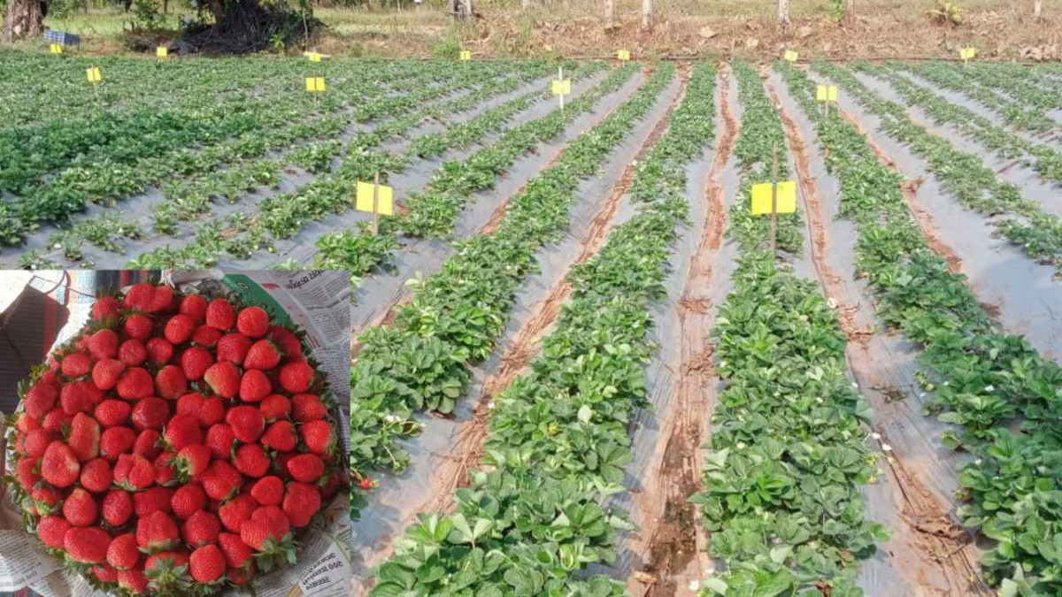Dang: A Model for Natural Farming Success | Loktej Gujarat, Feature ...